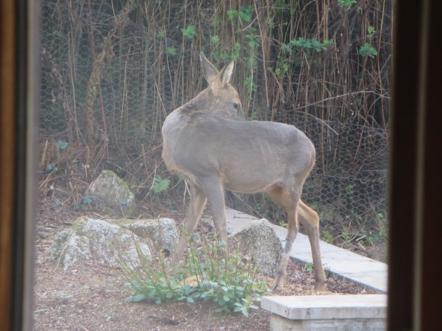 Deer, deer, deer | Cornish Adrian